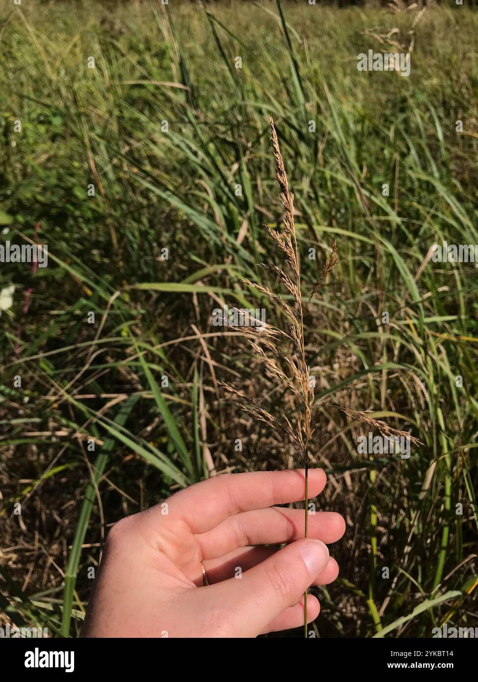 canadian bluejoint (Calamagrostis canadensis Stock Photo - Alamy