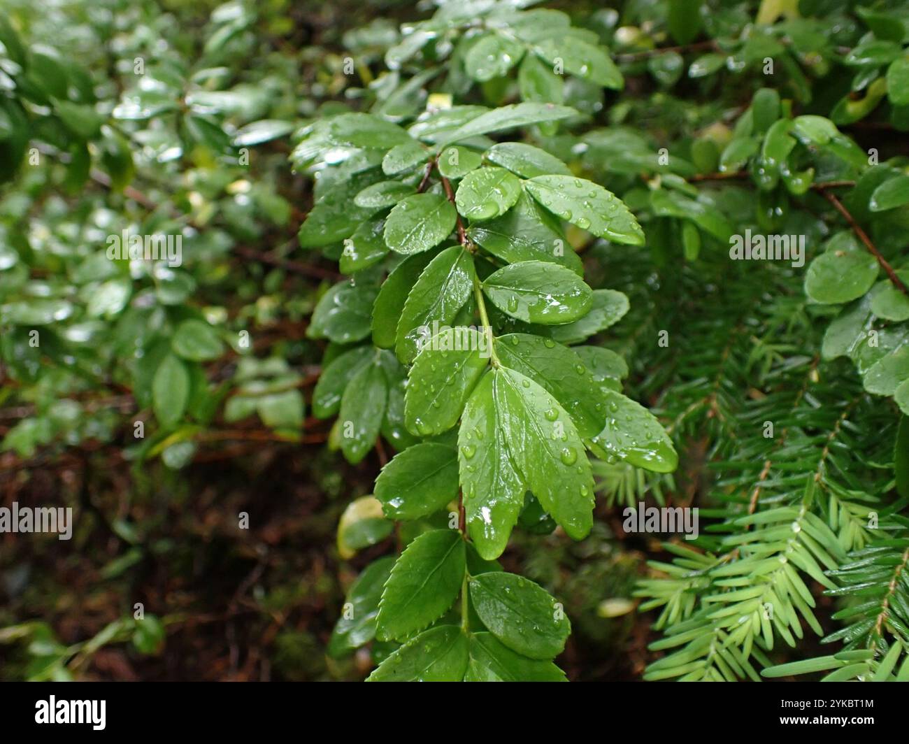 Oregon Boxwood (Paxistima myrsinites Stock Photo - Alamy