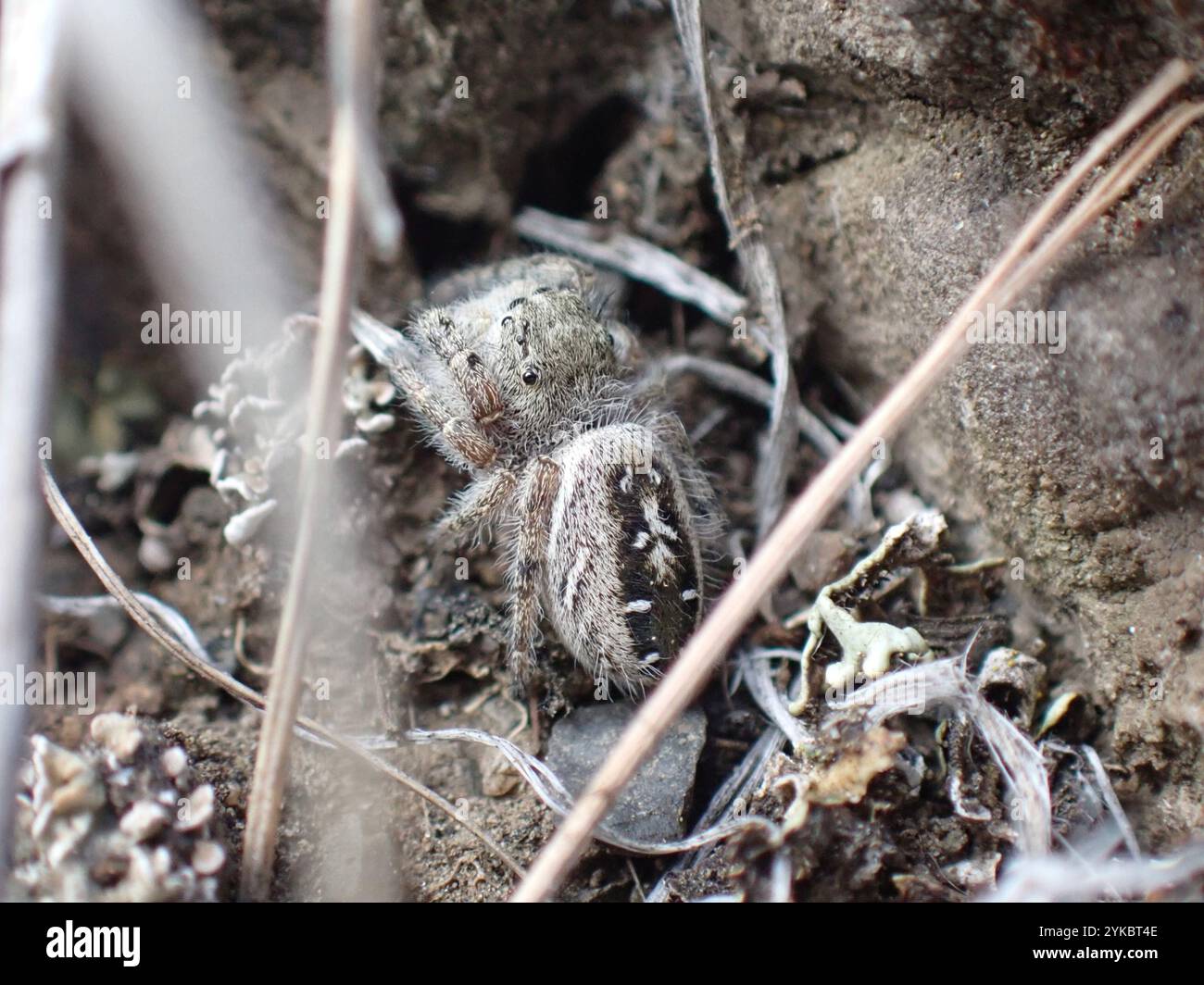 Marbled Purple Jumping Spider (Phidippus purpuratus Stock Photo - Alamy