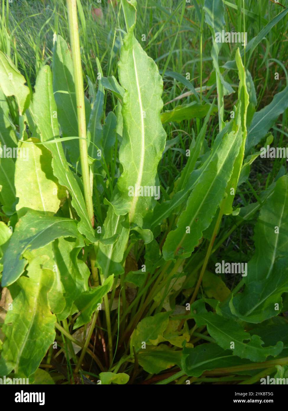 Compact Dock (Rumex thyrsiflorus Stock Photo - Alamy