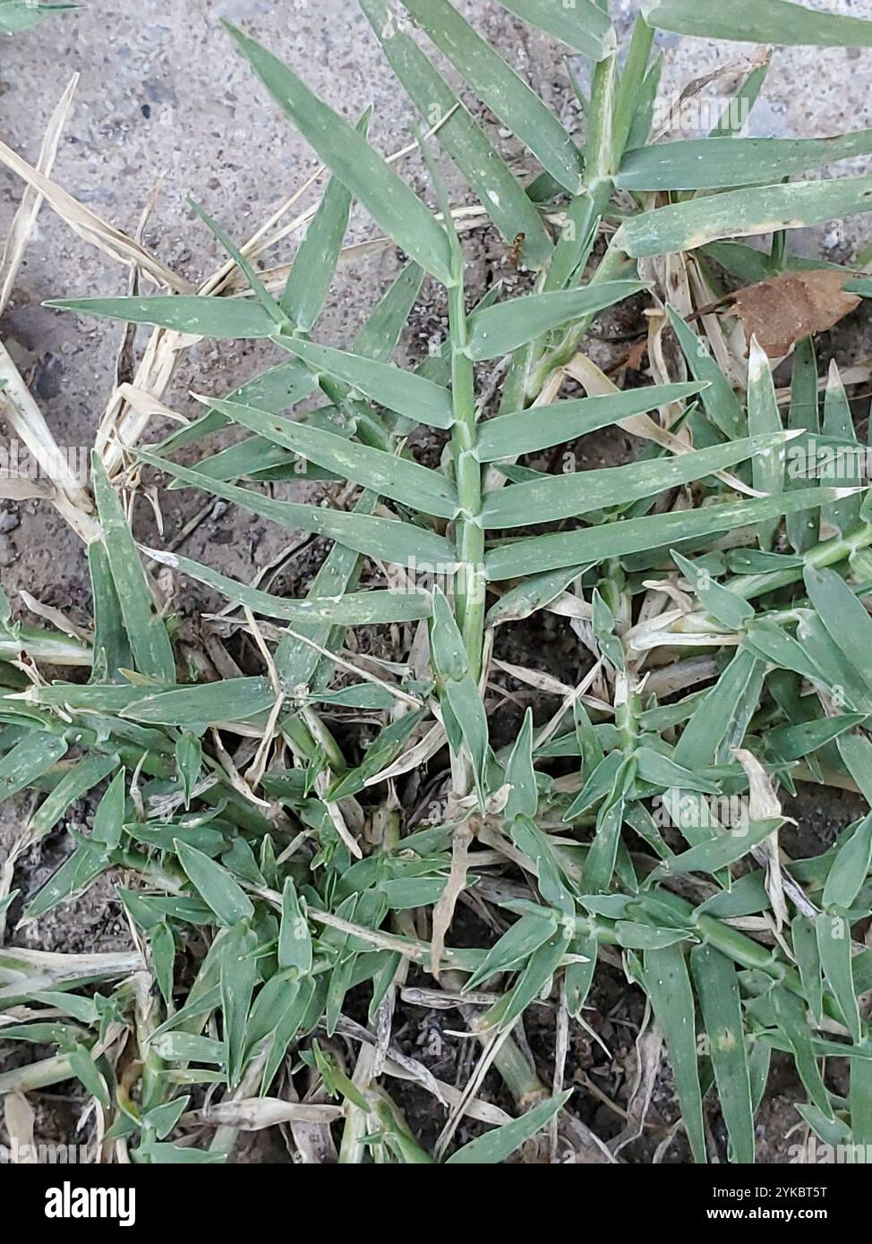 Bermuda grass (Cynodon dactylon Stock Photo - Alamy