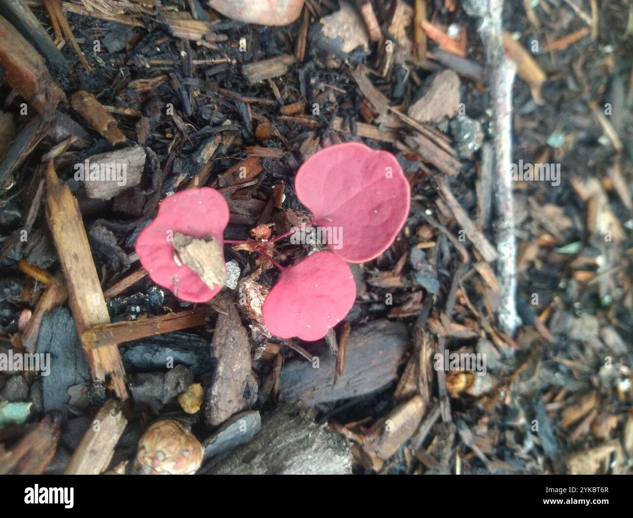 Japanese barberry (Berberis thunbergii Stock Photo - Alamy