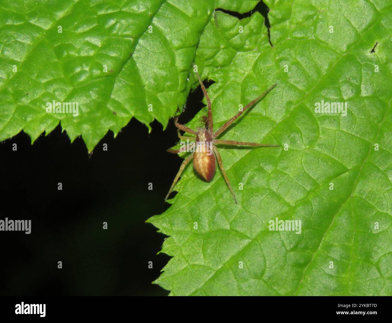 Running Crab Spiders (Philodromus Stock Photo - Alamy
