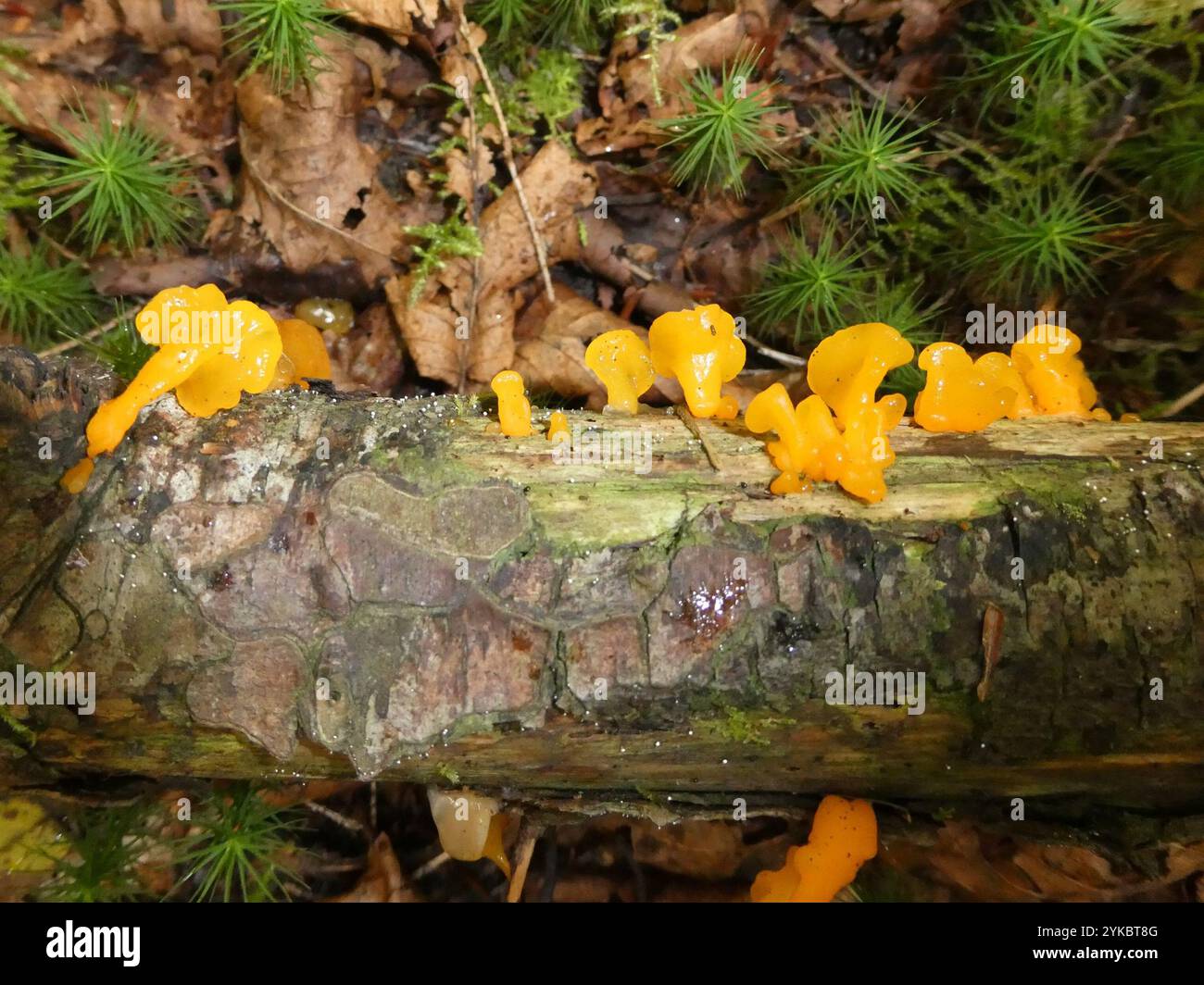 Fan-shaped Jelly Fungus (Dacrymyces spathularia Stock Photo - Alamy