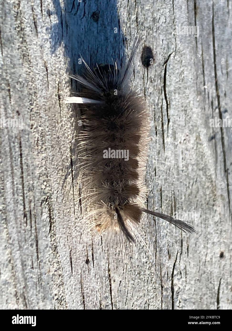 Banded Tussock Moth (Halysidota tessellaris Stock Photo - Alamy