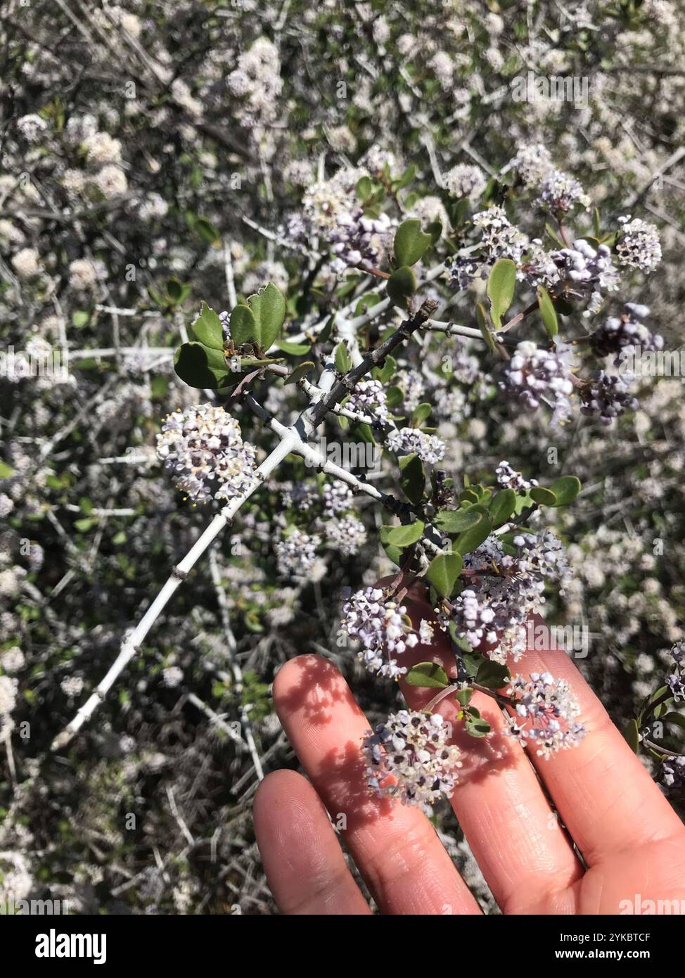 Buckbrush (Ceanothus cuneatus Stock Photo - Alamy