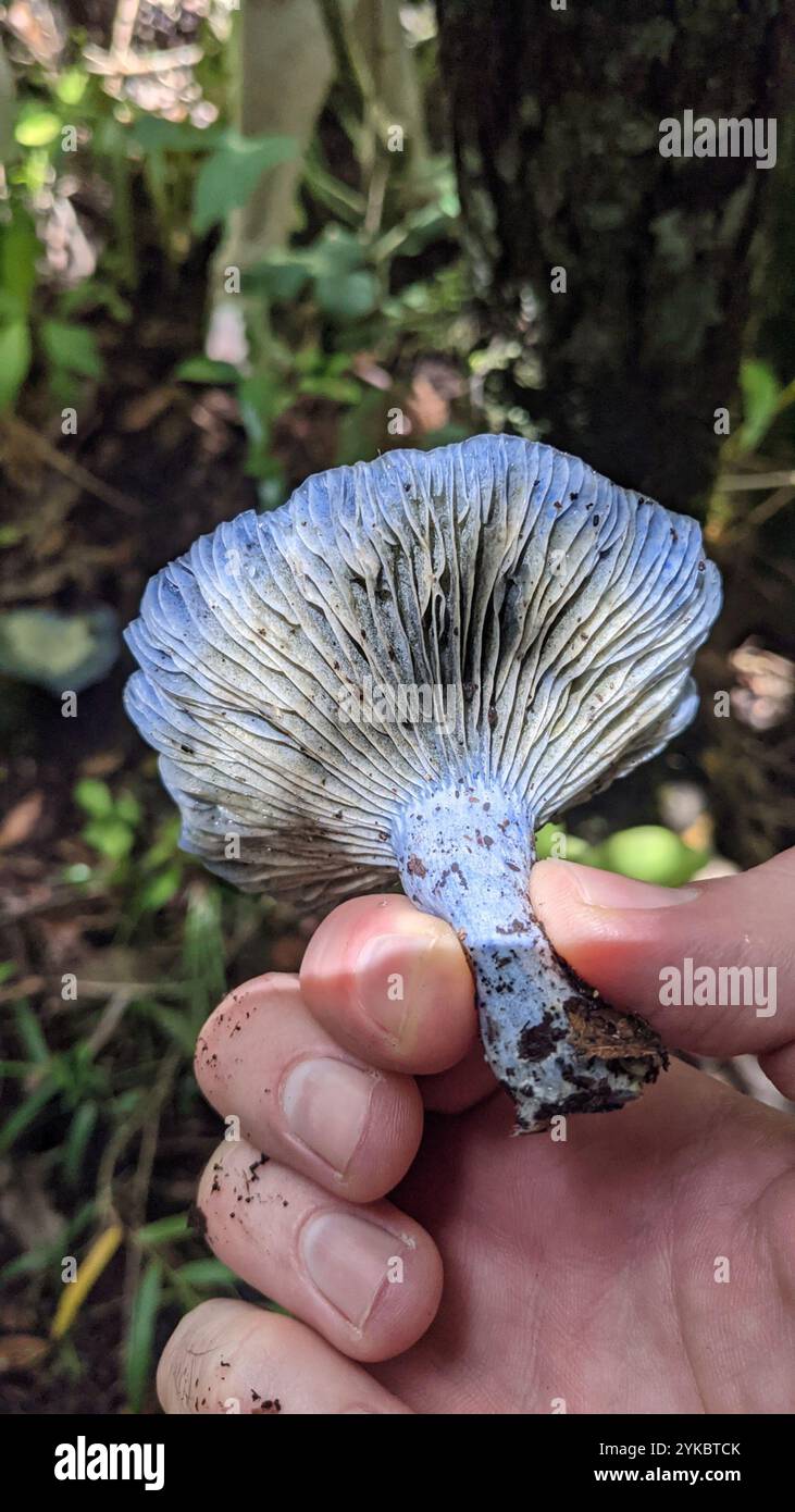 indigo milk cap (Lactarius indigo Stock Photo - Alamy