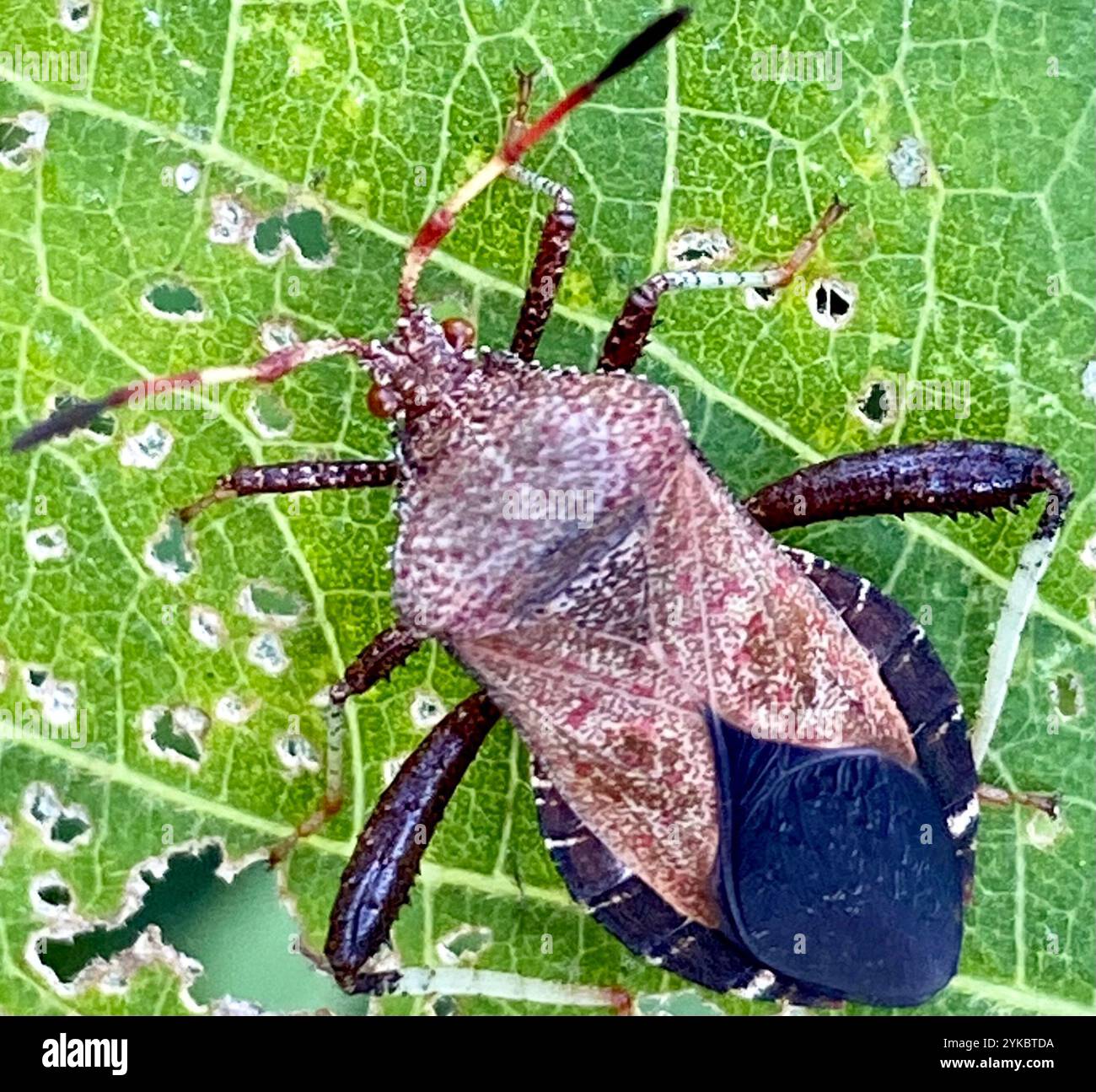 Helmeted Squash Bug (Euthochtha galeator Stock Photo - Alamy