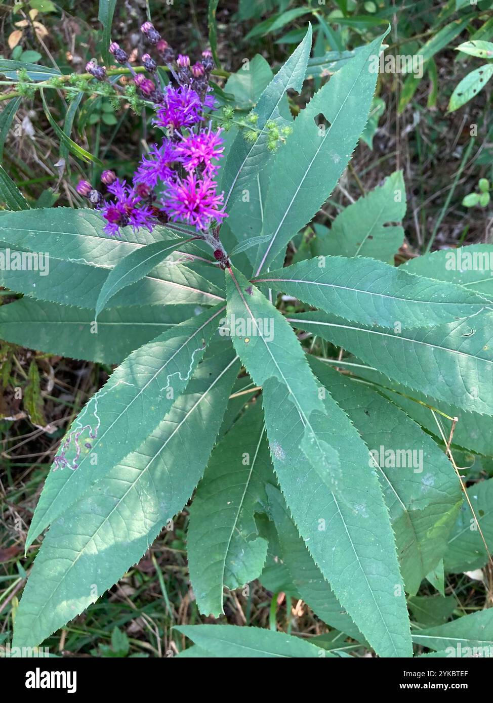 Tall Ironweed (Vernonia gigantea Stock Photo - Alamy