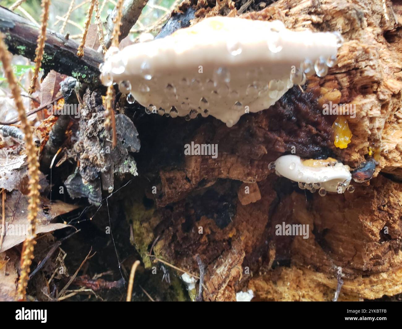 Red-banded Conks (Fomitopsis pinicola Stock Photo - Alamy