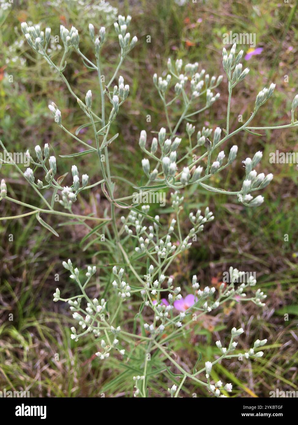 hyssopleaf thoroughwort (Eupatorium hyssopifolium Stock Photo - Alamy