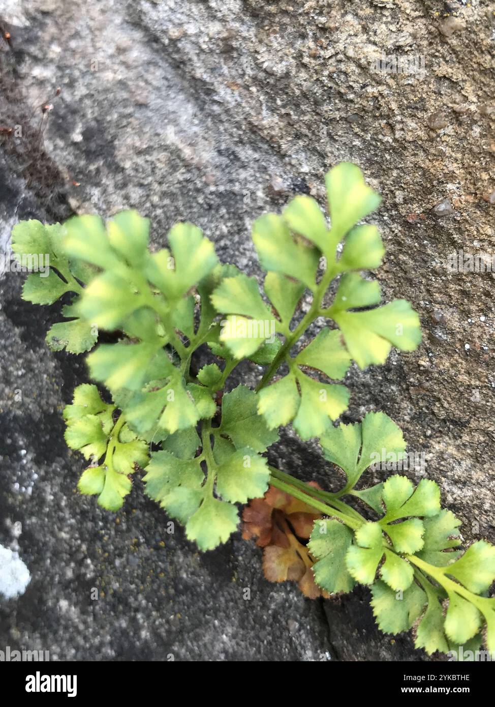 wall-rue (Asplenium ruta-muraria Stock Photo - Alamy