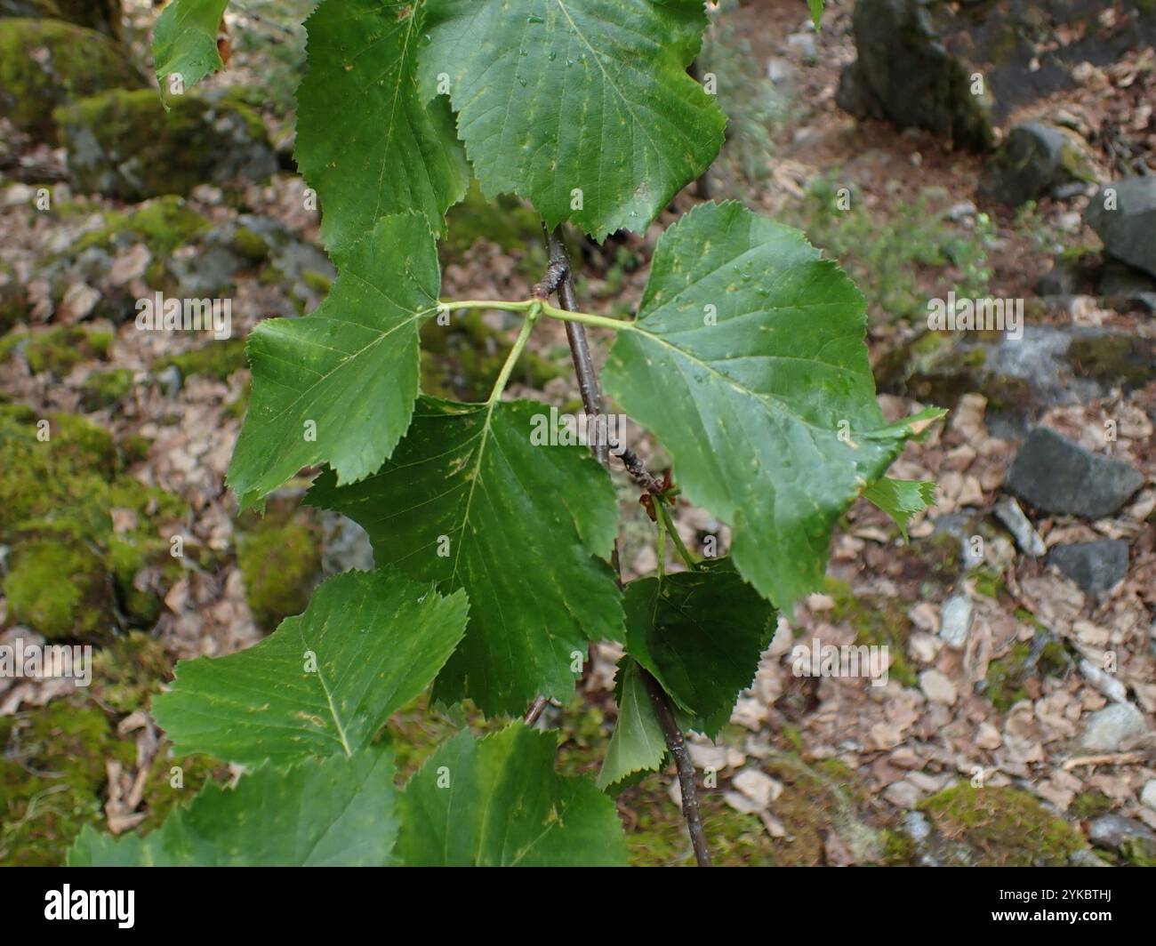 water birch (Betula occidentalis Stock Photo - Alamy