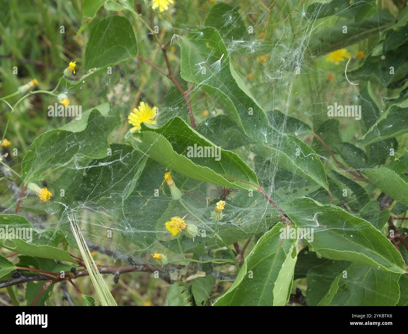 Labyrinth spider (Agelena labyrinthica Stock Photo - Alamy
