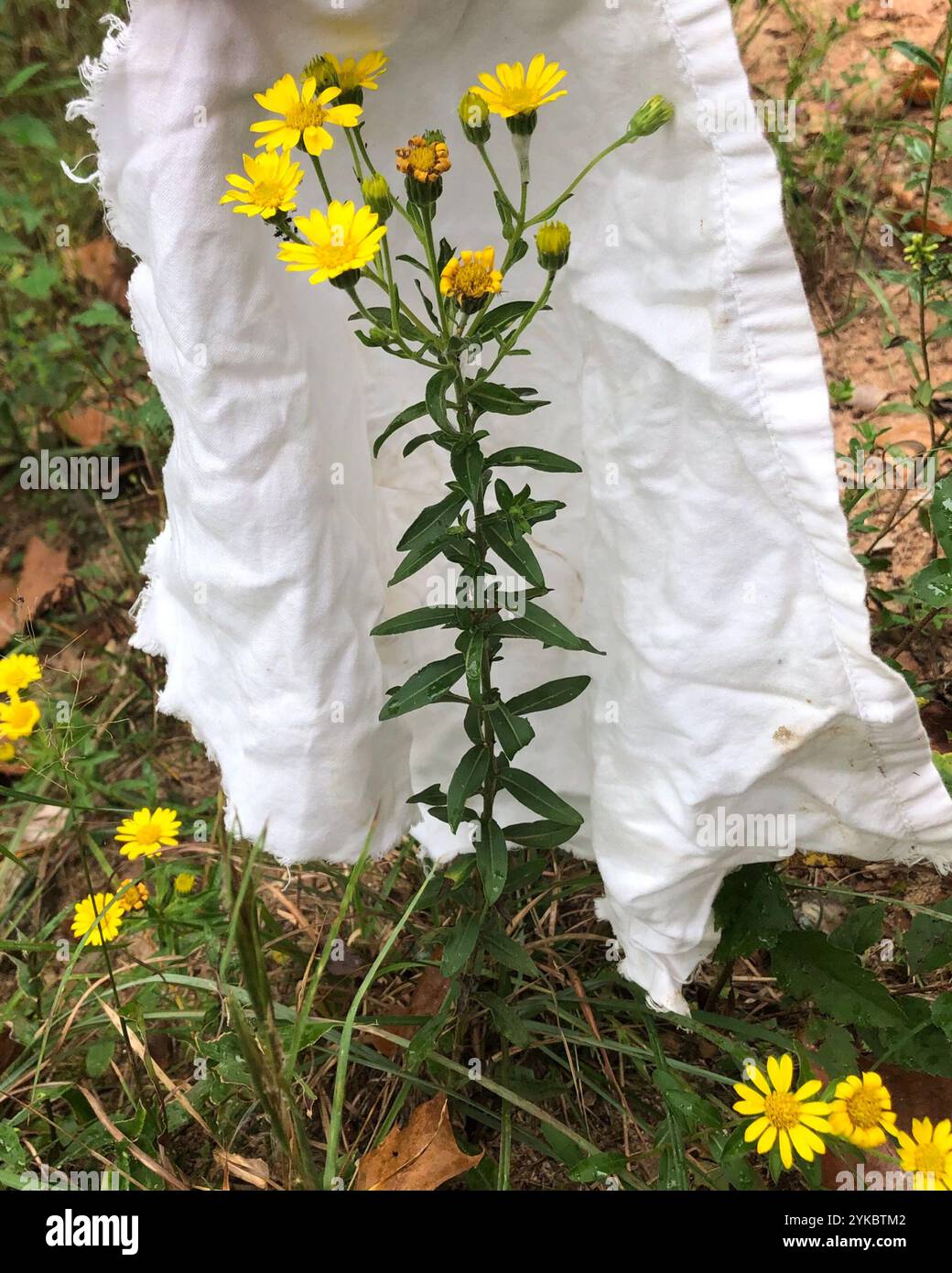 Maryland golden-aster (Chrysopsis mariana Stock Photo - Alamy