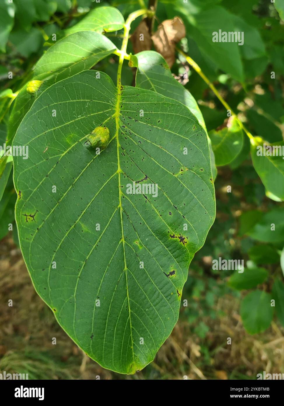 Persian walnut (Juglans regia Stock Photo - Alamy