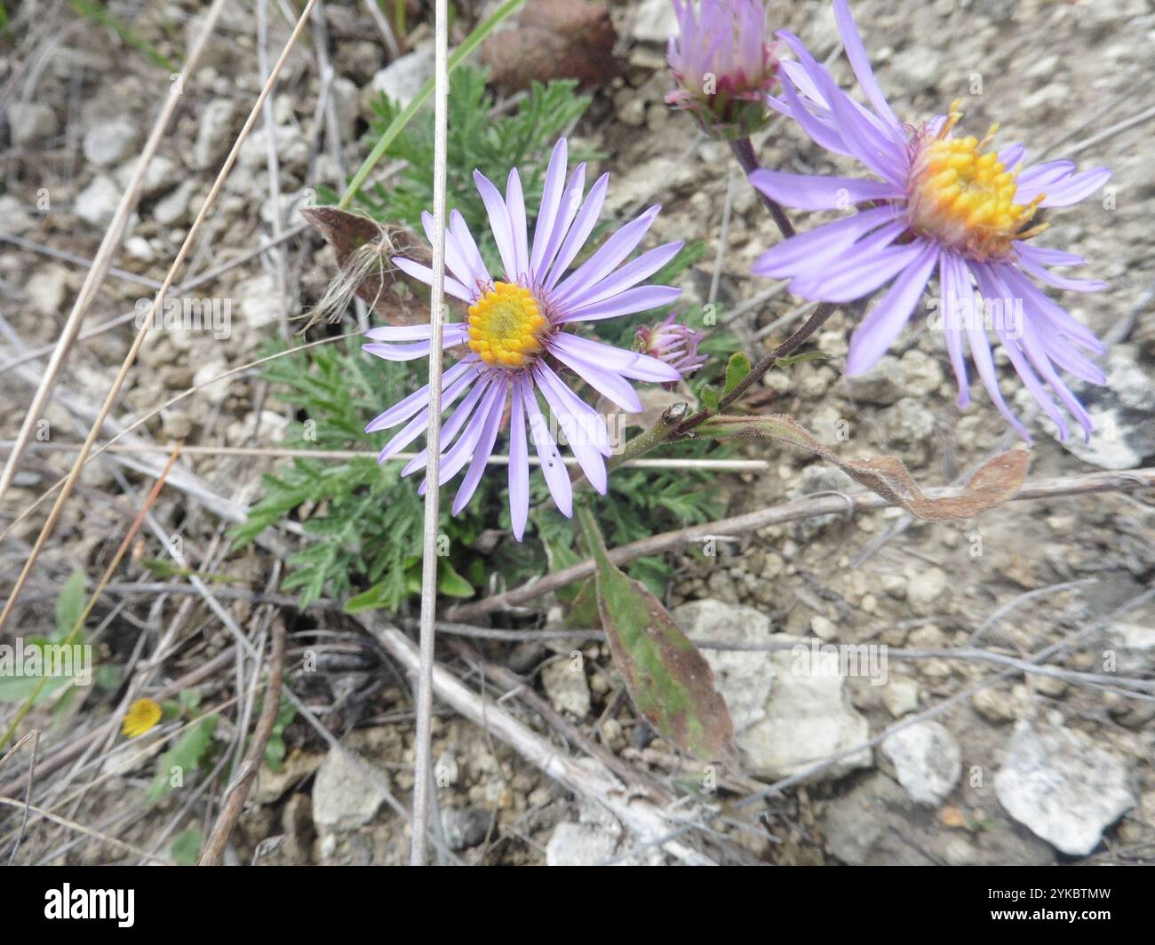 Italian Aster (Aster amellus Stock Photo - Alamy