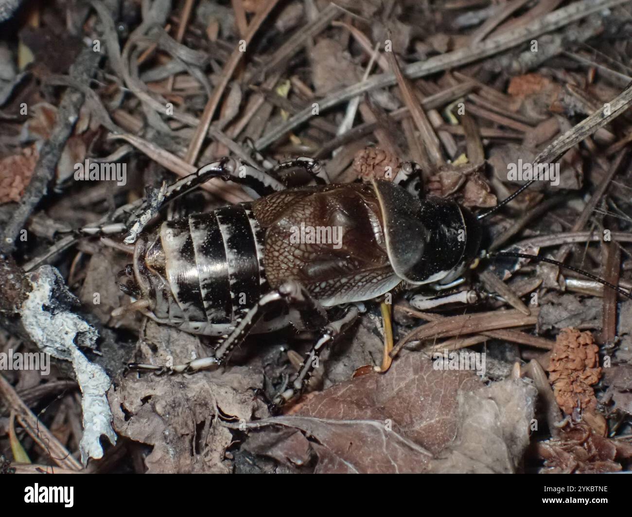 Great Grig (Cyphoderris monstrosa Stock Photo - Alamy