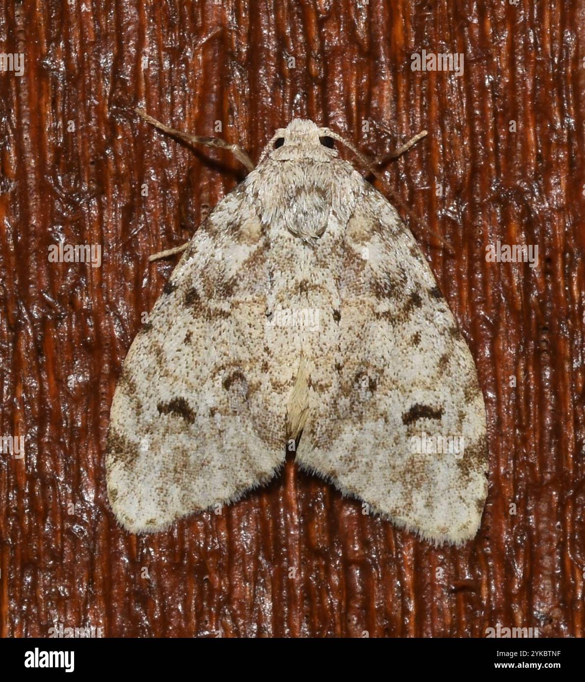 Little White Lichen Moth (Clemensia albata Stock Photo - Alamy