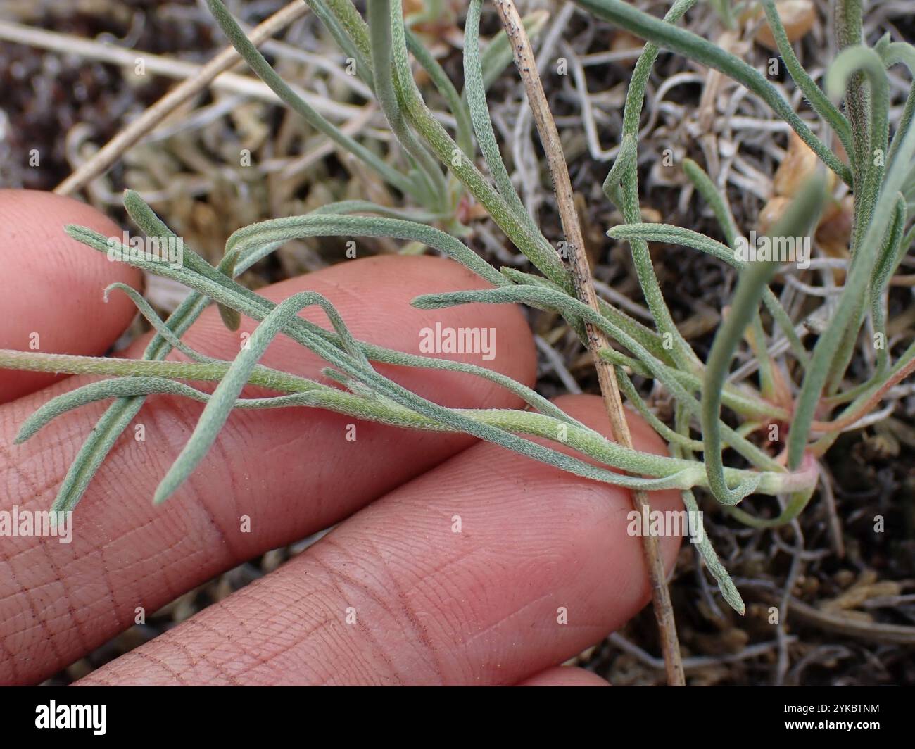 Desert Yellow Fleabane (Erigeron linearis Stock Photo - Alamy