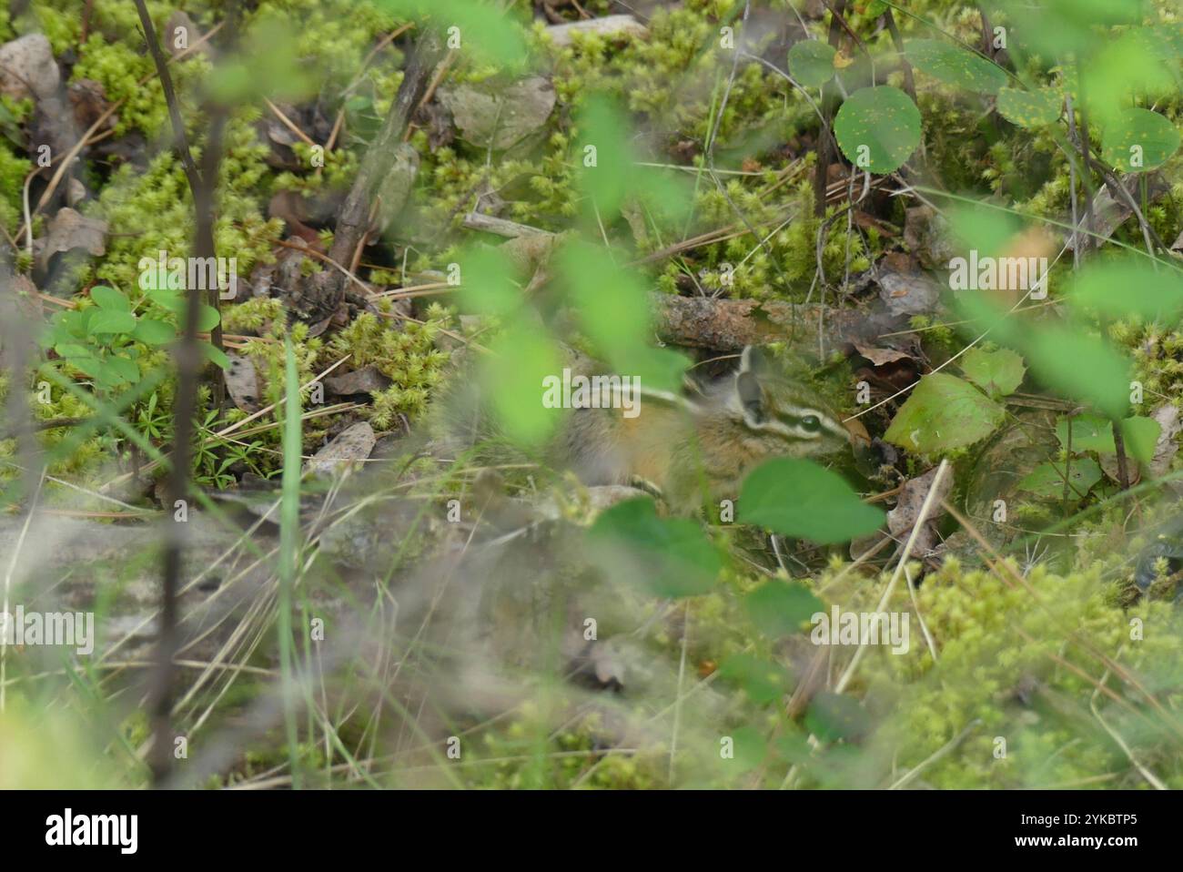 Yellow-pine Chipmunk (Neotamias amoenus Stock Photo - Alamy