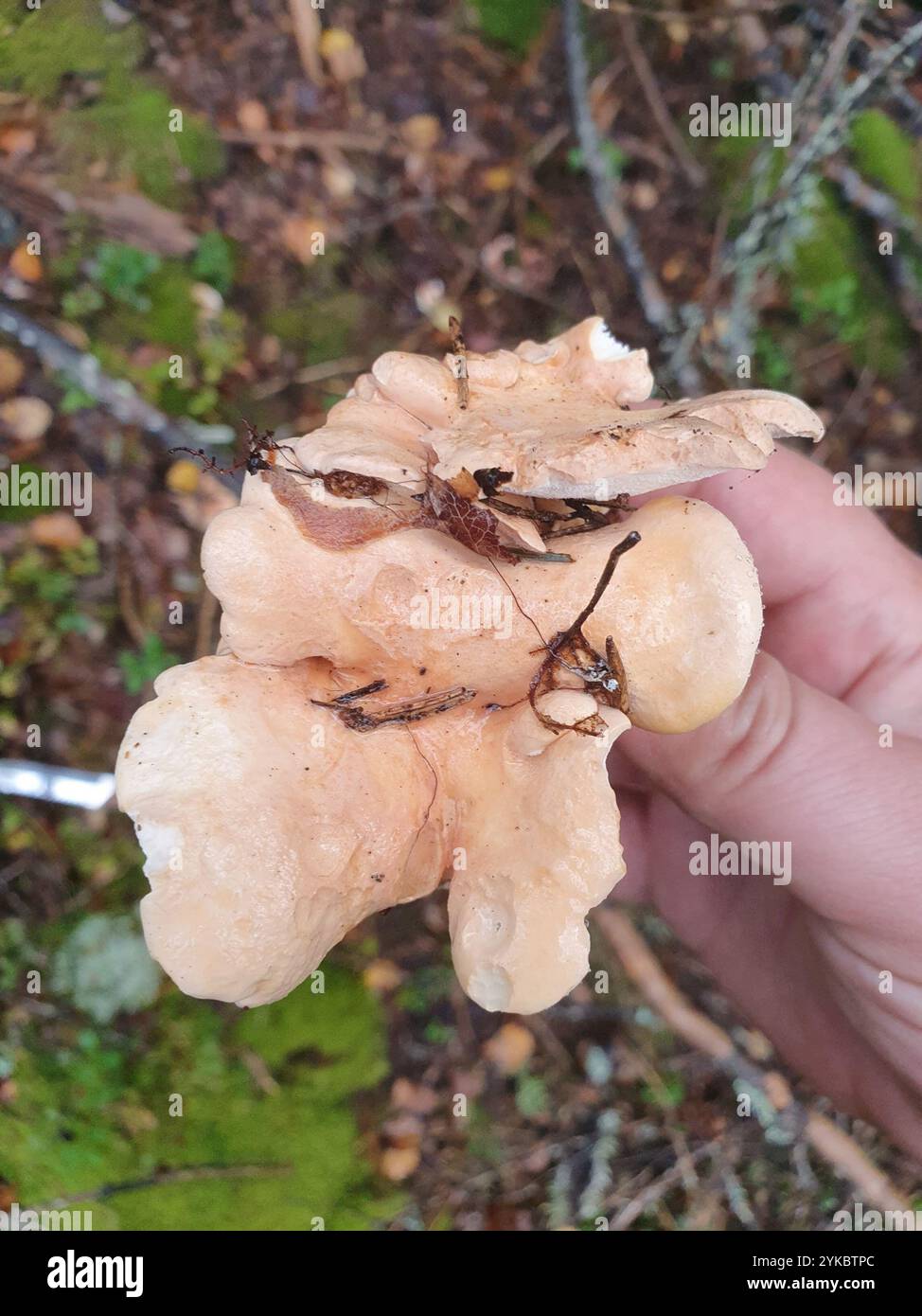 Sheep Polypore (Albatrellus ovinus Stock Photo - Alamy