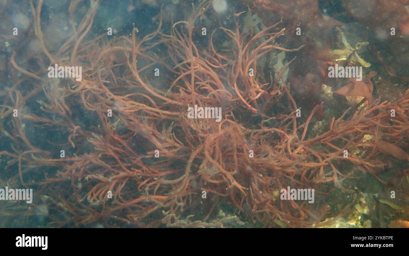 red algae (Rhodophyta Stock Photo - Alamy