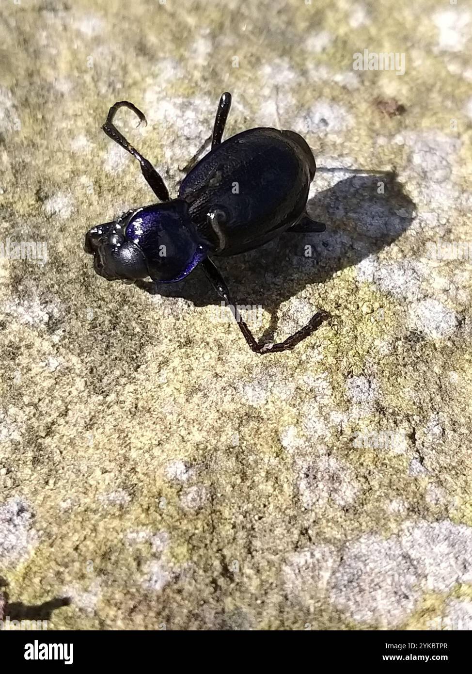 Rough Violet Ground Beetle (Carabus problematicus Stock Photo - Alamy