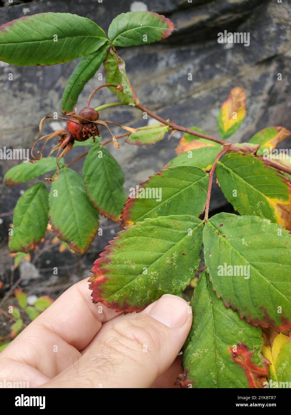 Nootka rose (Rosa nutkana Stock Photo - Alamy