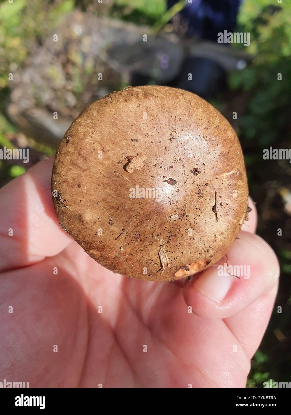 Brown Roll-Rim (Paxillus involutus Stock Photo - Alamy