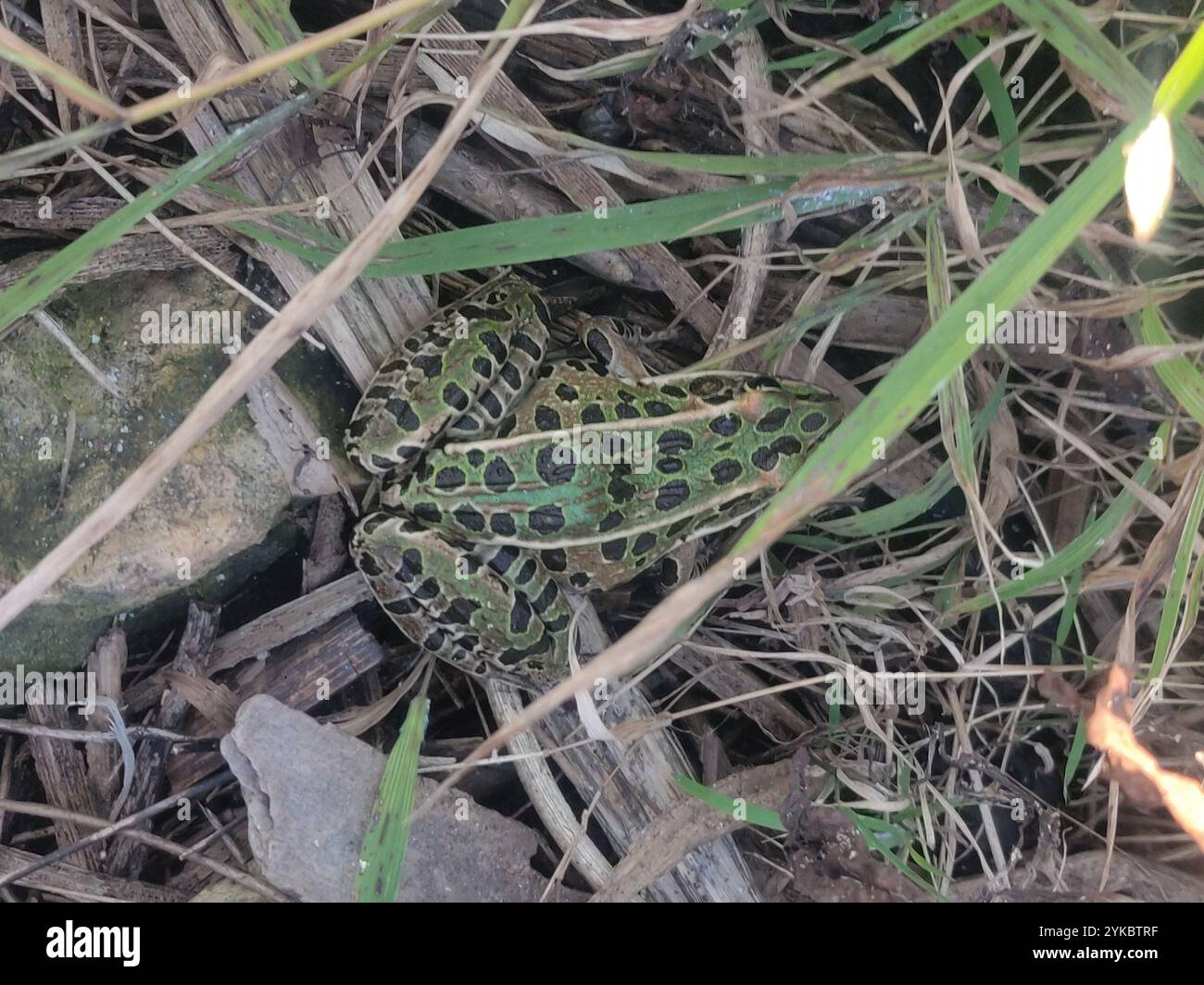 Northern Leopard Frog (Lithobates pipiens Stock Photo - Alamy
