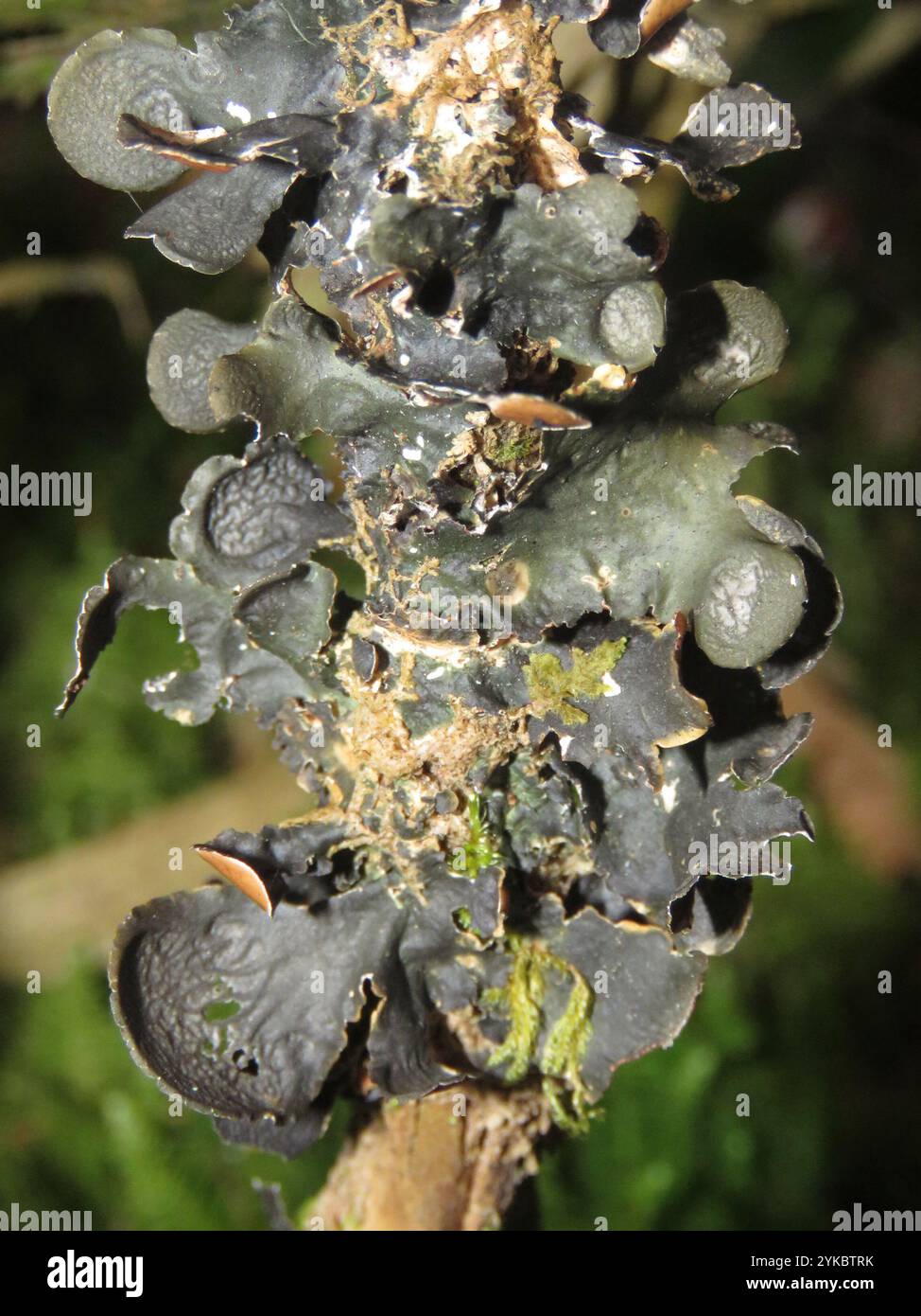 Moon Lichens (Sticta Stock Photo - Alamy
