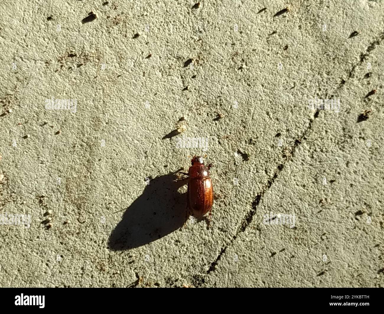 Small Dung Beetles (Aphodiinae Stock Photo - Alamy