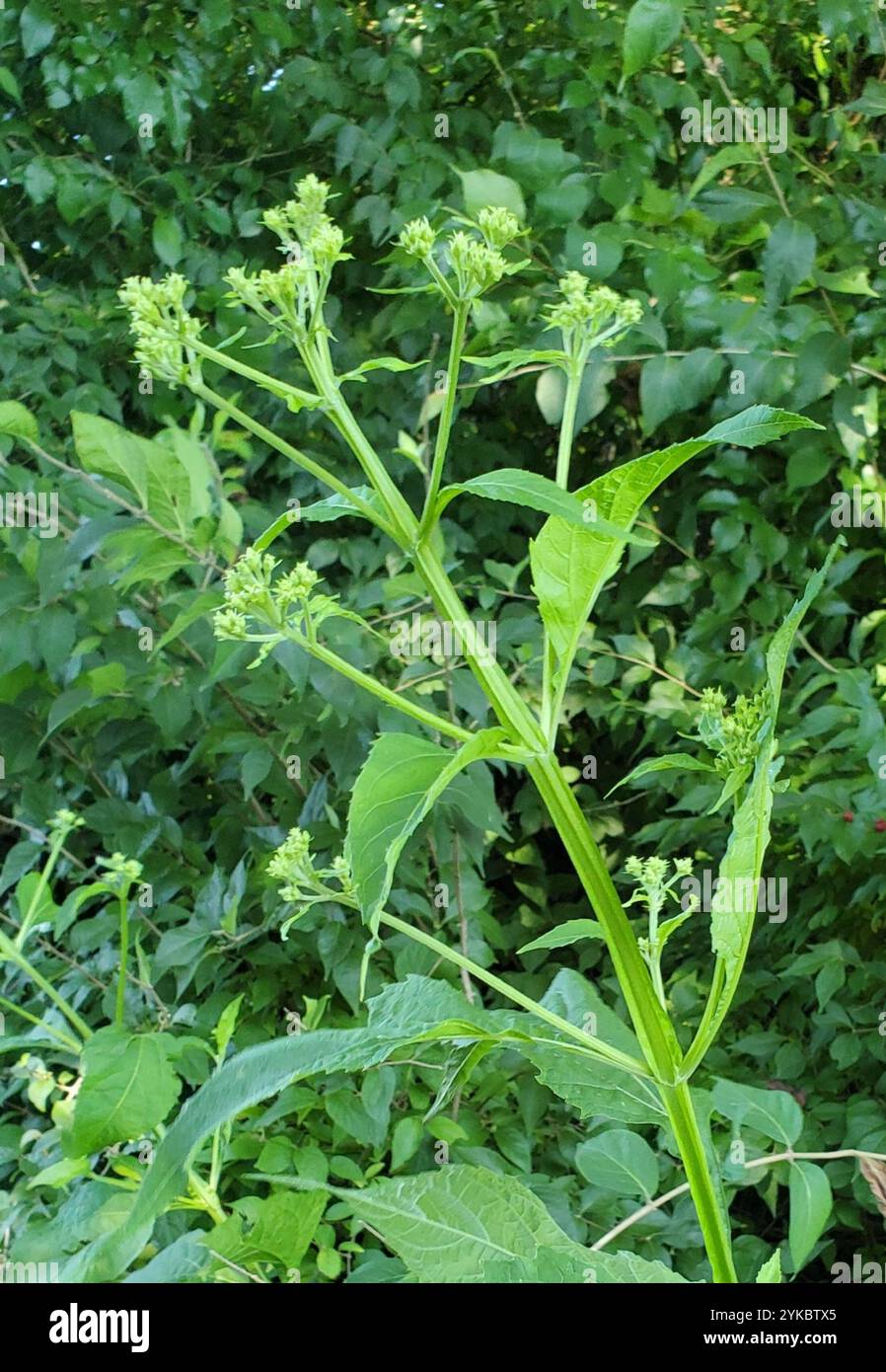 Yellow Crownbeard (Verbesina occidentalis Stock Photo - Alamy