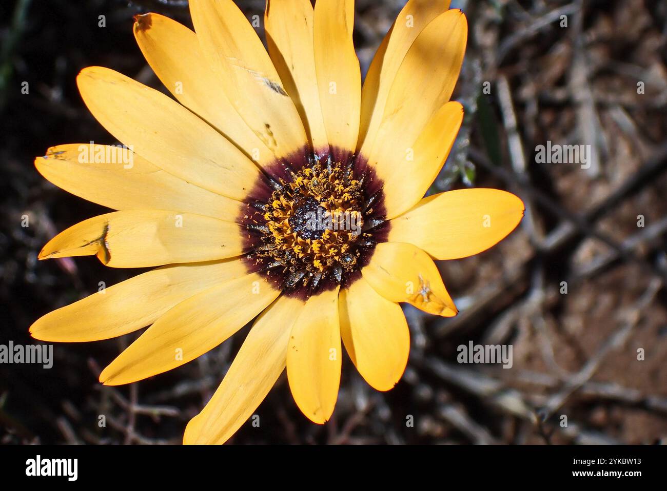 Cape marigold (Dimorphotheca sinuata Stock Photo - Alamy