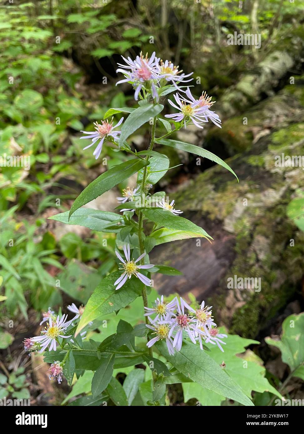 swamp aster (Symphyotrichum puniceum Stock Photo - Alamy
