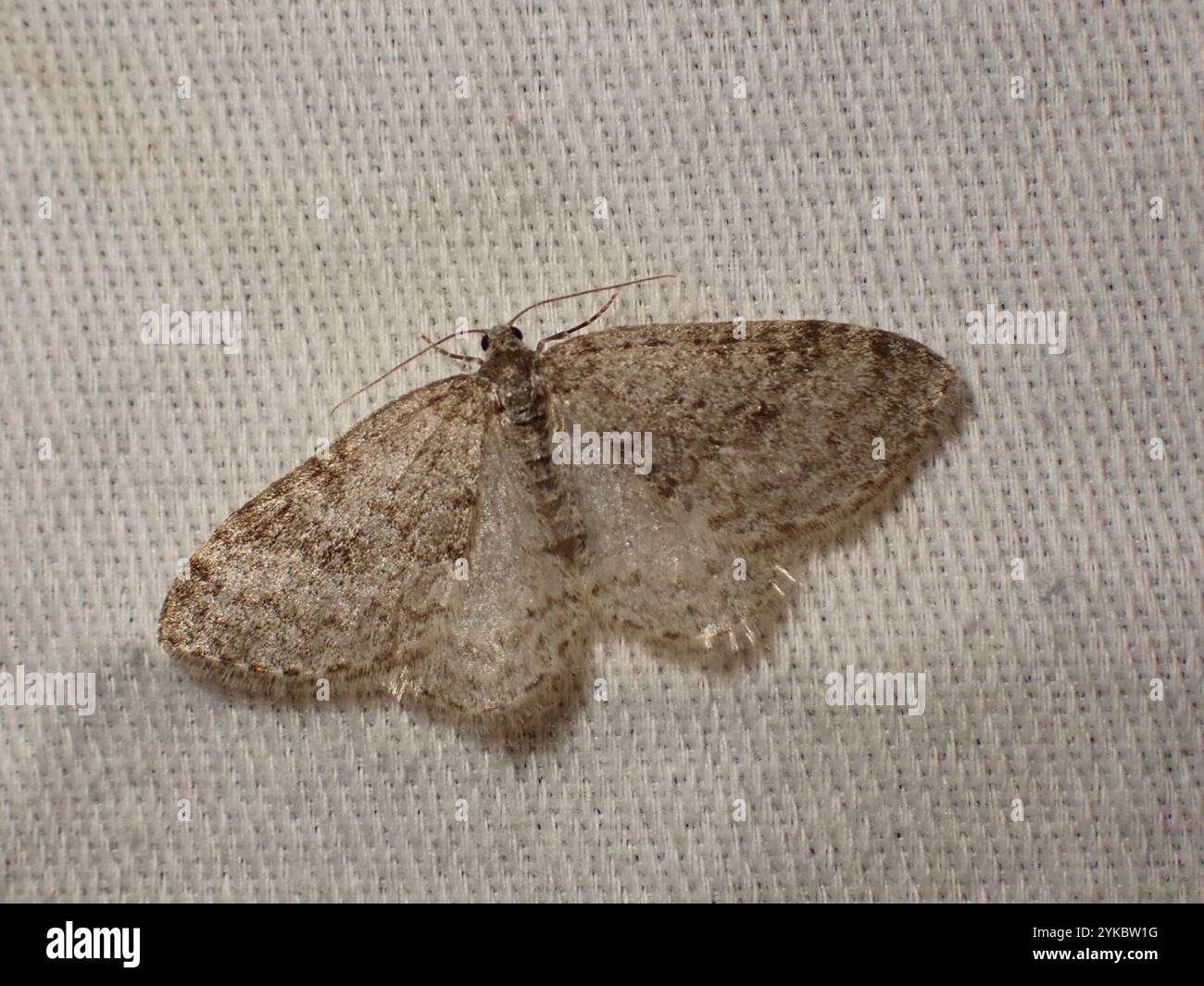 Pearsall's Carpet Moth (Venusia pearsalli Stock Photo - Alamy