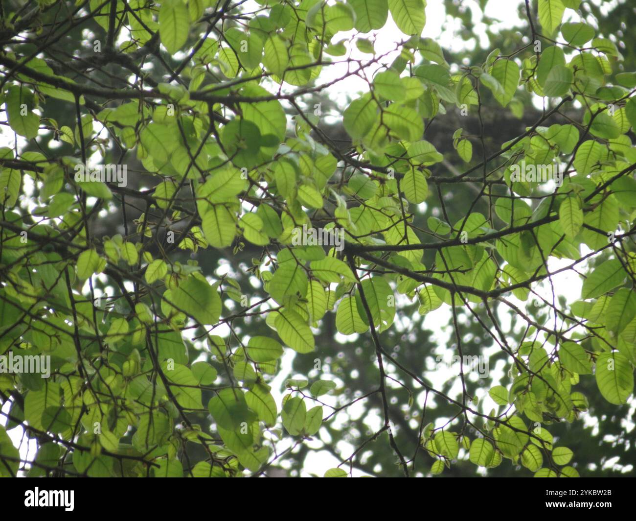 Upas tree (Antiaris toxicaria Stock Photo - Alamy