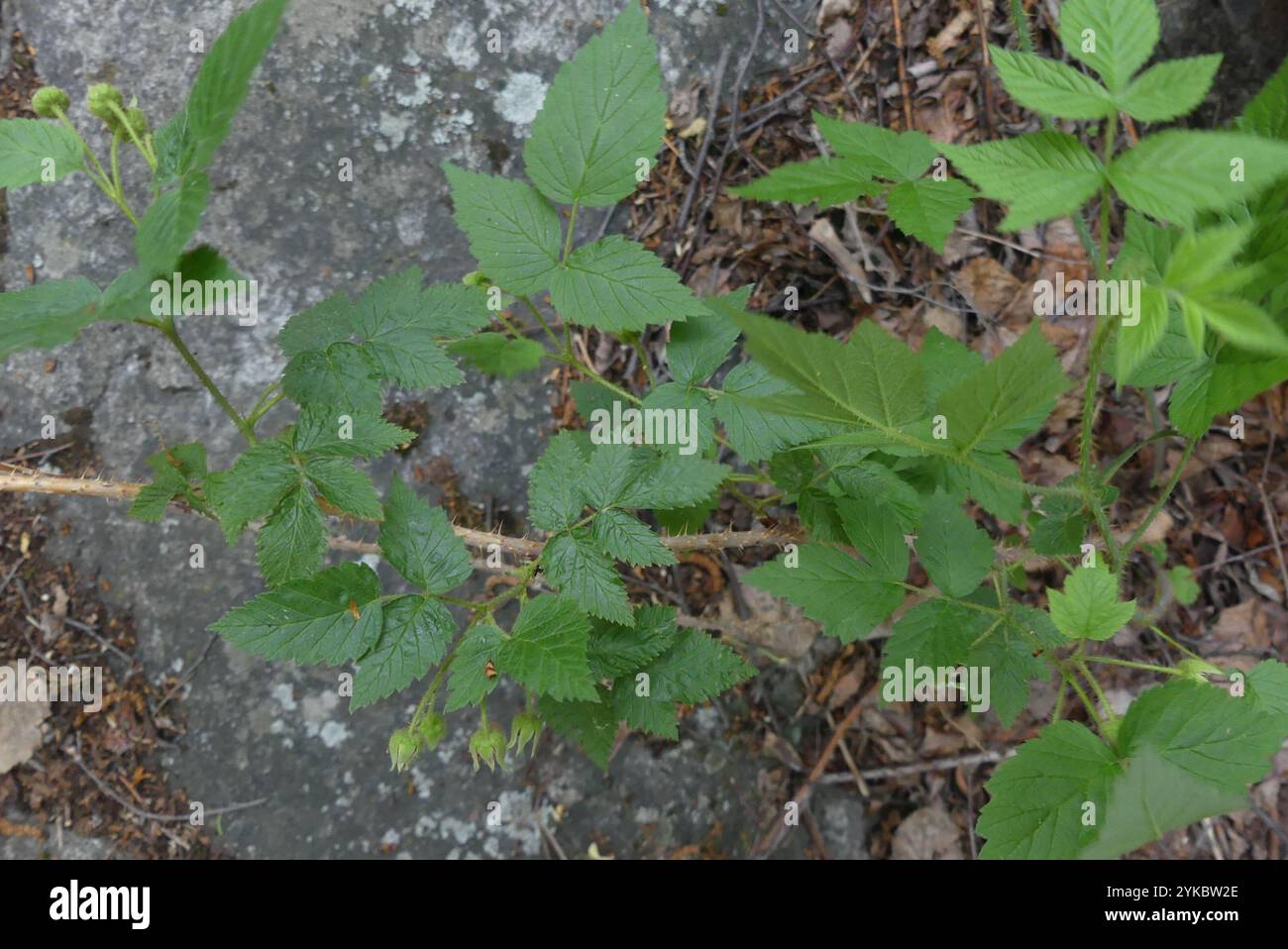 red raspberry (Rubus idaeus Stock Photo - Alamy