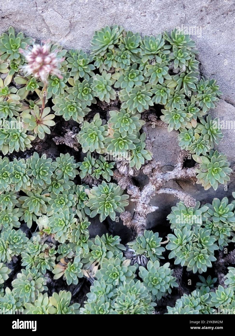 mat rock spiraea (Petrophytum caespitosum Stock Photo - Alamy