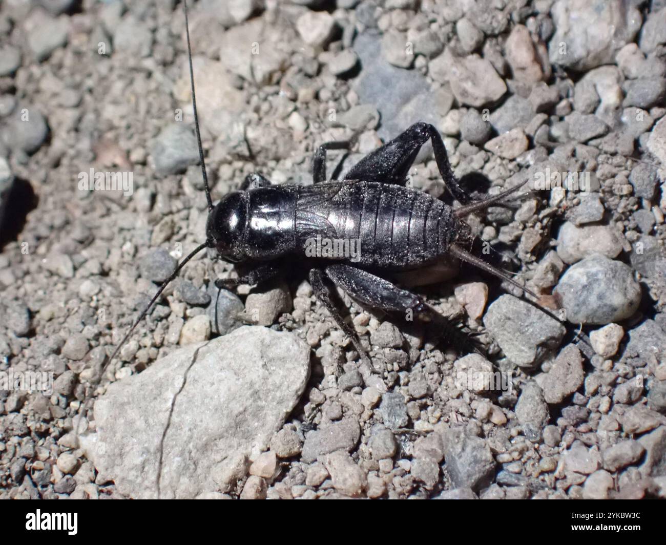 Fall Field Cricket (Gryllus pennsylvanicus Stock Photo - Alamy