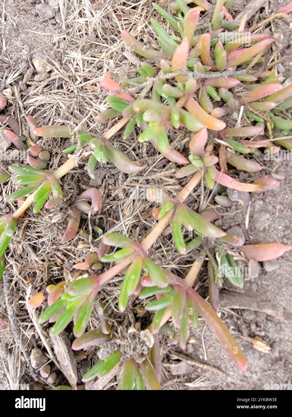 Ice Plant (Disphyma Stock Photo - Alamy