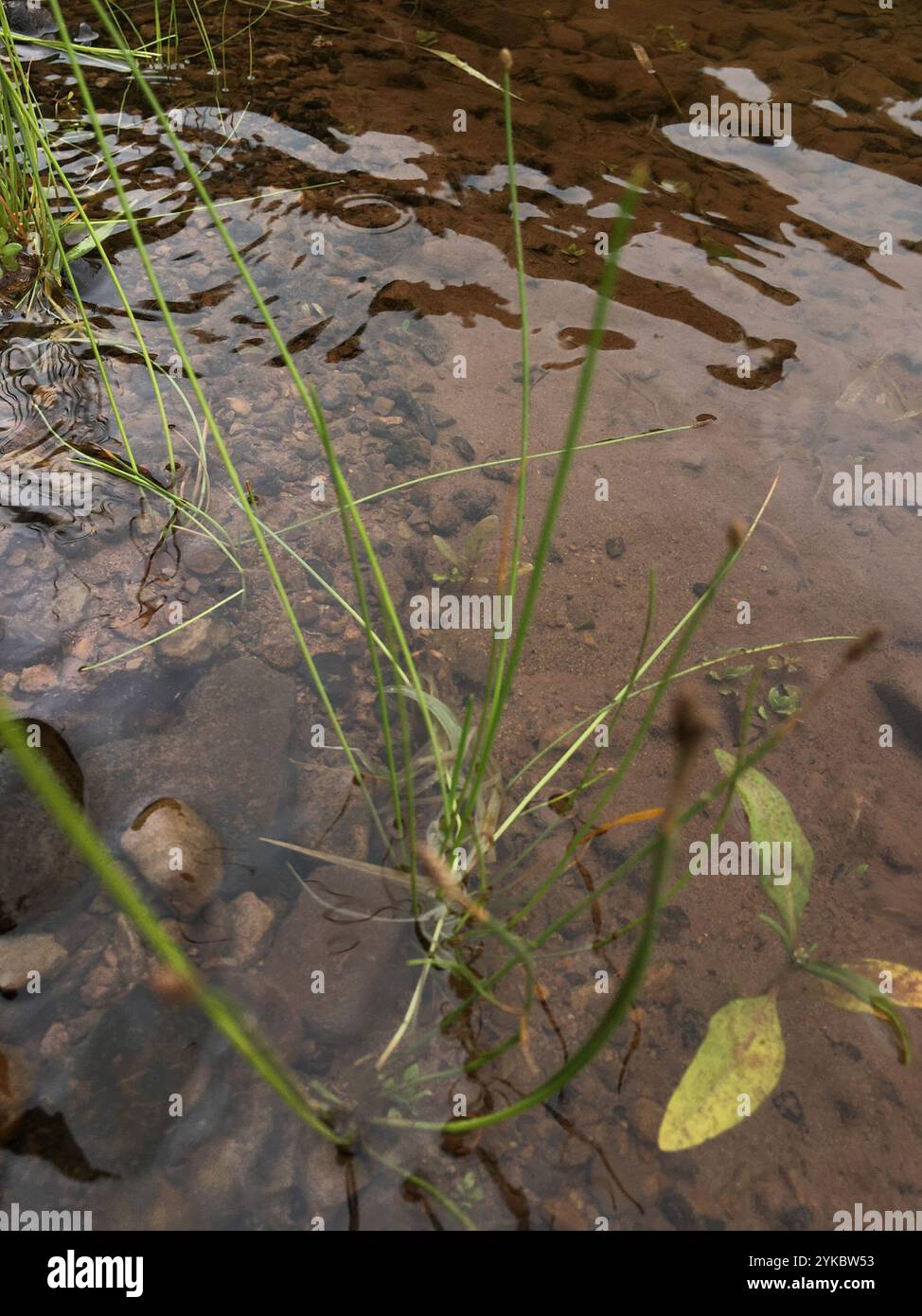 Blunt Spikerush (Eleocharis obtusa Stock Photo - Alamy