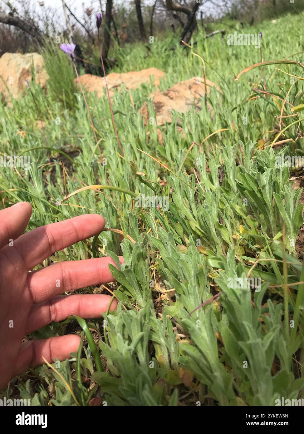 Maltese star-thistle (Centaurea melitensis Stock Photo - Alamy