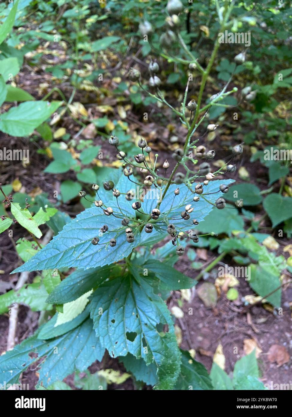 Common Figwort (Scrophularia nodosa Stock Photo - Alamy