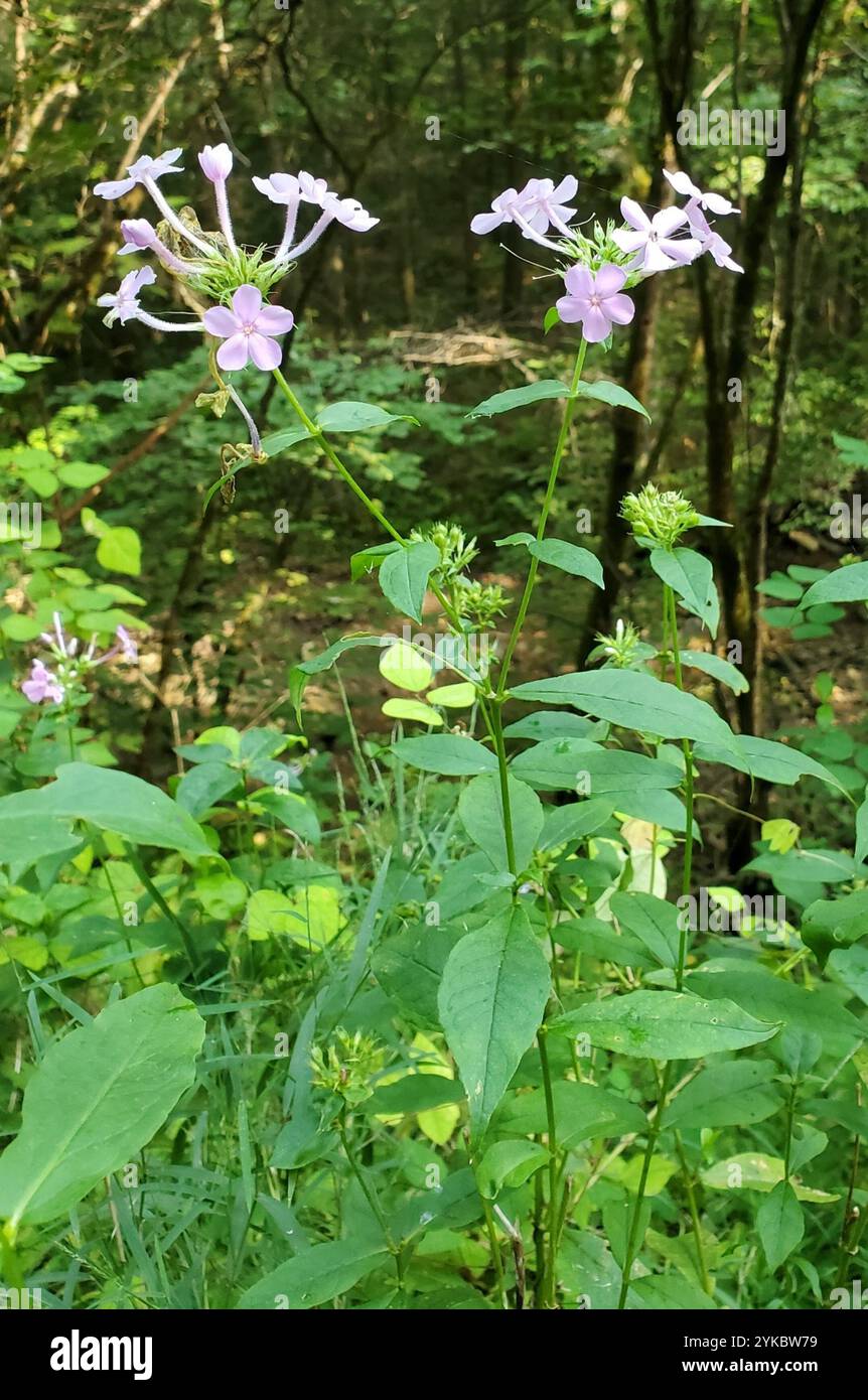 fall phlox (Phlox paniculata Stock Photo - Alamy