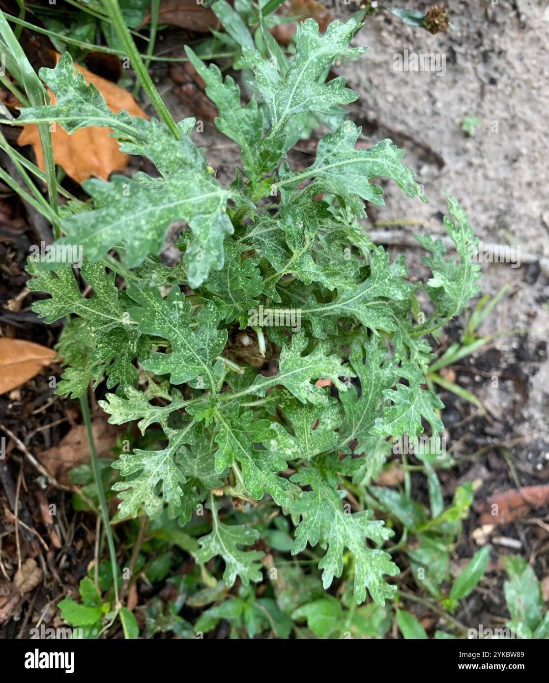 Santa Maria feverfew (Parthenium hysterophorus Stock Photo - Alamy