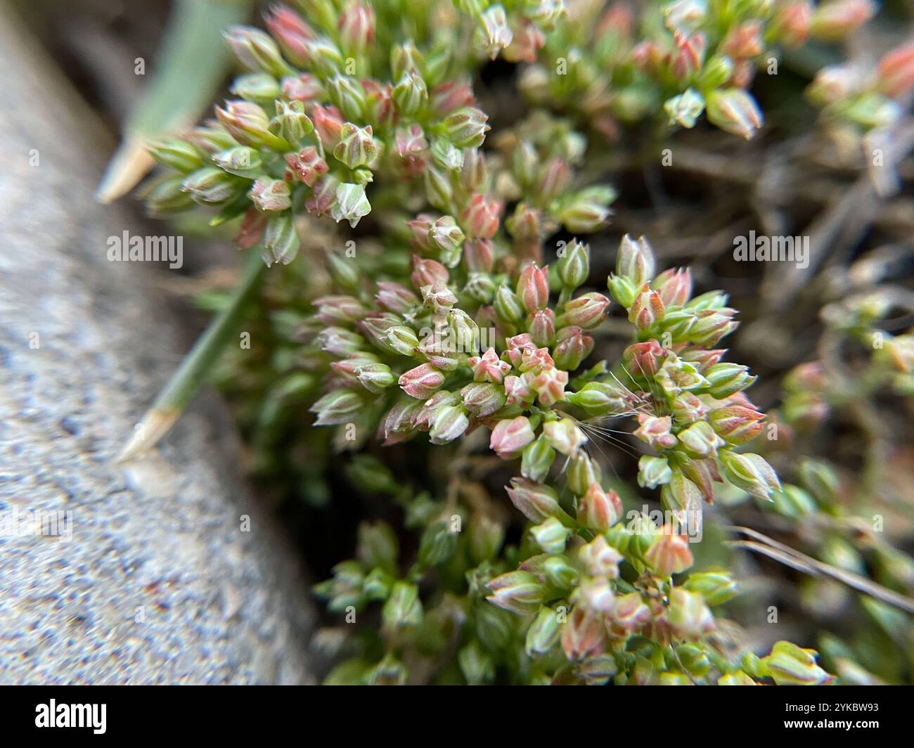 fourleaf manyseed (Polycarpon tetraphyllum Stock Photo - Alamy