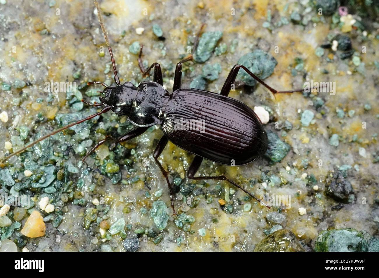 Gazelle Beetles (Nebria Stock Photo - Alamy