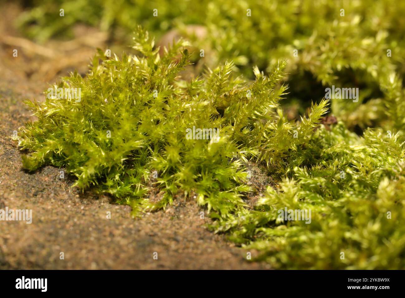Rough-stalked Feather-moss (Brachythecium rutabulum Stock Photo - Alamy